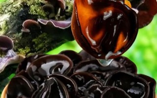 木耳批发价一斤10元是真的吗_木耳10元一斤能买到什么品质