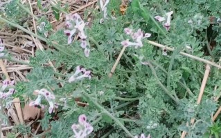 苦地丁的功效与作用_苦地丁能治疗哪些疾病