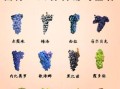 葡萄种类图片大全大图_如何快速识别常见品种