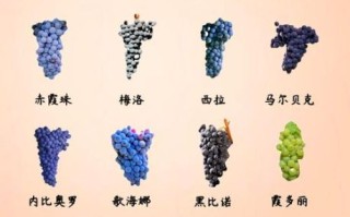 葡萄种类图片大全大图_如何快速识别常见品种