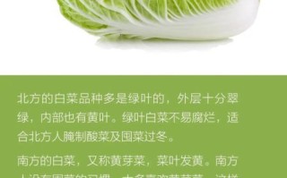 白菜图片大全哪里找_白菜品种图片怎么区分