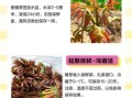 香椿芽图片_香椿芽怎么保存