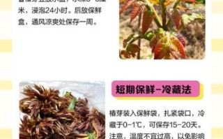 香椿芽图片_香椿芽怎么保存