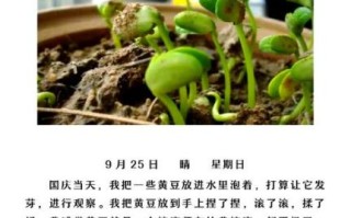 黄豆发芽需要几天_黄豆发芽七天观察日记