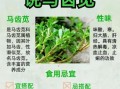 马齿苋长什么样_马齿苋的功效与作用