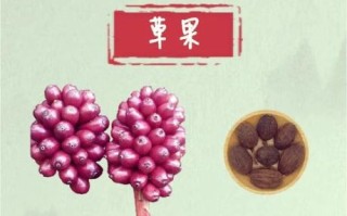 草果香料怎么用_草果图片长什么样