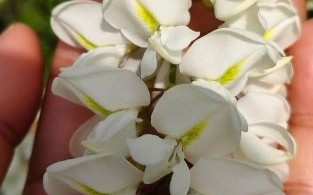 黑槐花能吃吗_黑槐花怎么吃安全