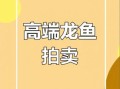 龙鱼价格多少钱一只_龙鱼价格受哪些因素影响