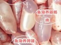 鱼泡有什么营养价值_鱼泡的功效与作用