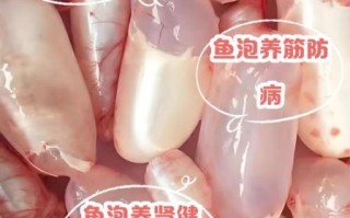 鱼泡有什么营养价值_鱼泡的功效与作用