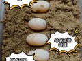 乌龟蛋可以吃吗_乌龟蛋怎么吃安全