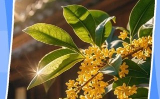 桂花怎么养才能开花_桂花养殖方法及注意事项