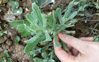 四川清明粑粑怎么做_清明粑粑简单做法