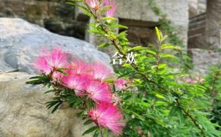 合欢花图片长什么样_合欢花与合欢皮区别