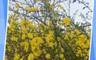 迎春花什么时候开花_迎春花怎么养