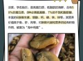 新鲜淡菜怎么清洗_淡菜去沙最快的方法