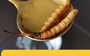鲜虫草怎么吃效果最好_鲜虫草食用方法