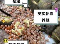 芡实吃了有什么好处和坏处_芡实适合什么人吃