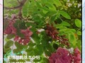 紫洋槐花有什么功效_紫洋槐花怎么吃效果最好