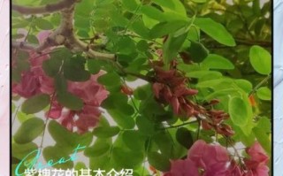 紫洋槐花有什么功效_紫洋槐花怎么吃效果最好