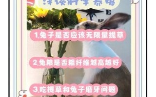 苜蓿草怎么喂兔子_苜蓿草可以天天喂吗