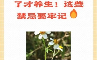 野菊花可以泡水喝吗_野菊花的功效与作用