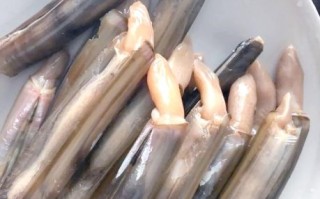 蛏子内脏能吃吗_蛏子内脏怎么处理