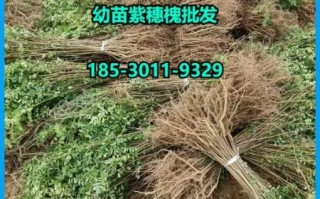 槐树苗多少钱一棵_槐树苗价格表2024