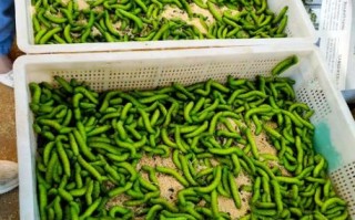 豆丹养殖技术_豆丹养殖成本利润