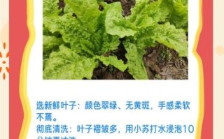 莴笋叶子能吃吗_莴笋叶子的营养价值