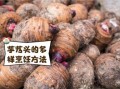 芋艿怎么保存_芋艿和芋头的区别