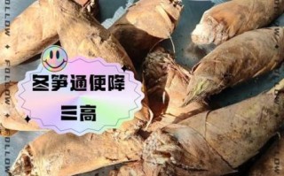 冬笋的功效与作用禁忌_哪些人不能吃