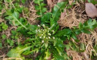 荠菜长什么样_荠菜图片怎么拍好看