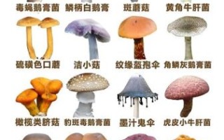 蘑菇图片有毒吗_如何辨别毒蘑菇