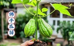 盆栽佛手瓜怎么养_佛手瓜家庭种植方法