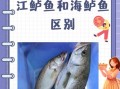 鲈鱼是海鱼还是河鱼_淡水鲈鱼和海鲈鱼的区别