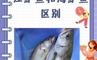 鲈鱼是海鱼还是河鱼_淡水鲈鱼和海鲈鱼的区别