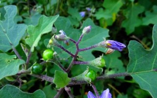 茄科植物有哪些_常见品种及用途