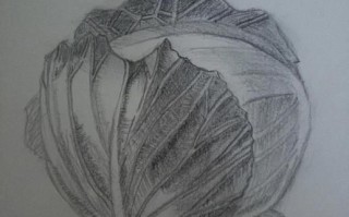 圆白菜怎么画_圆白菜简笔画步骤