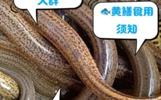 哪些人不宜吃黄鳝_黄鳝禁忌人群有哪些