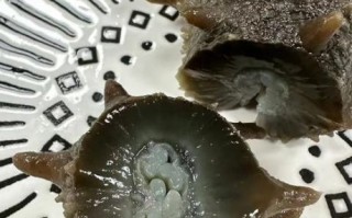 鲜海参价格多少一斤_鲜海参多少钱一斤