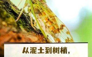 蝉的一生有多长_蝉为什么要蛰伏十七年