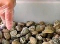 花蛤怎么洗_花蛤吐沙最快的方法