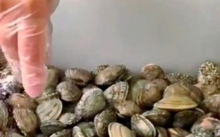 花蛤怎么洗_花蛤吐沙最快的方法
