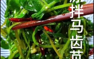 凉拌马齿苋的功效与作用_马齿苋怎么吃最营养