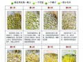 生豆芽的方法_生豆芽的窍门