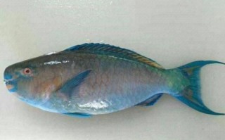 青衣鱼是什么鱼_青衣鱼多少钱一斤