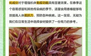香椿的营养价值_香椿的药用价值