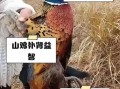 山鸡怎么养_山鸡养殖技术要点