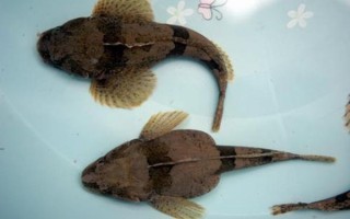 松江鲈鱼现在吃犯法吗_松江鲈鱼保护级别